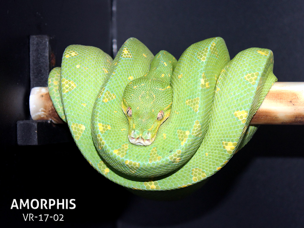 Green Tree Python Collection | ViridisPython