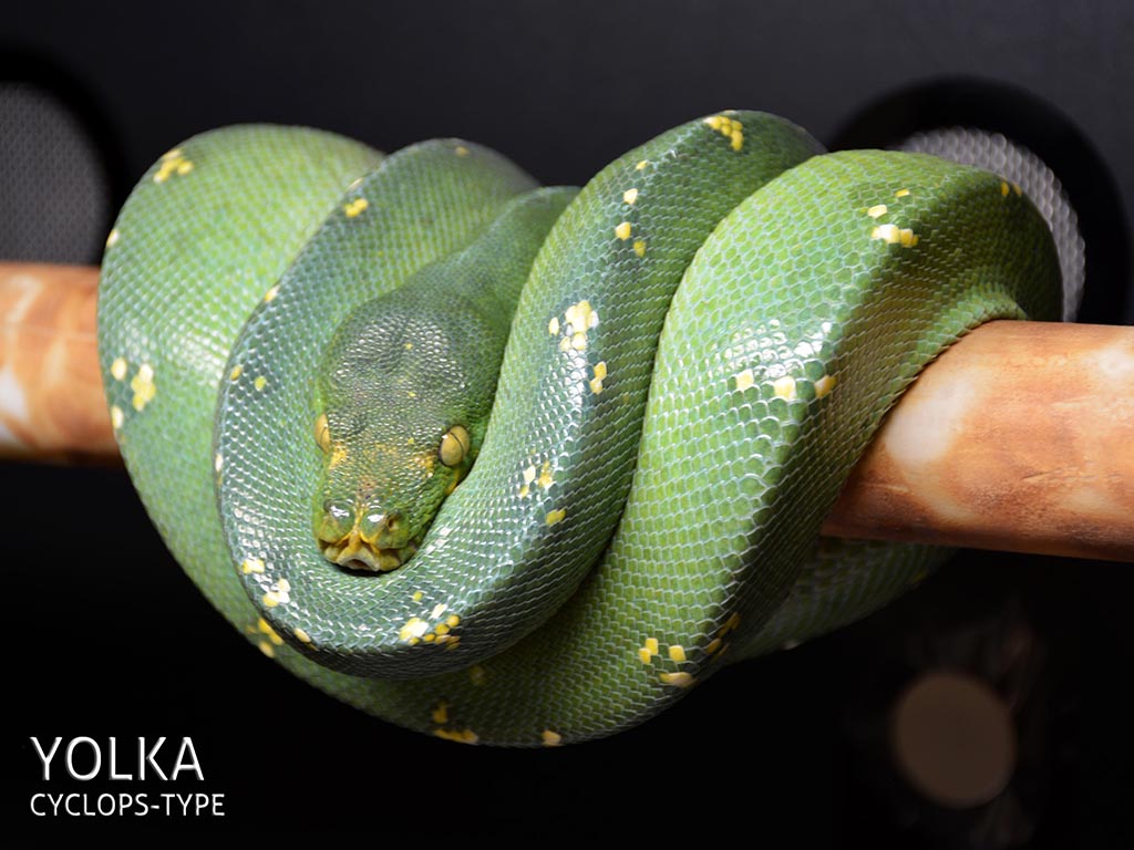 ViridisPython.com: 2013 Pure Cyclops Babies For Sale - Morelia Viridis
