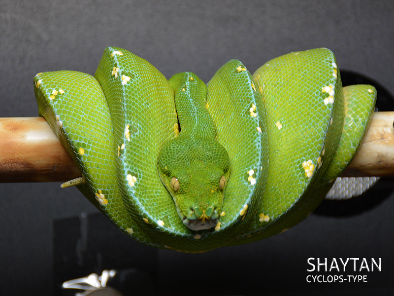 Green Tree Python Collection | ViridisPython