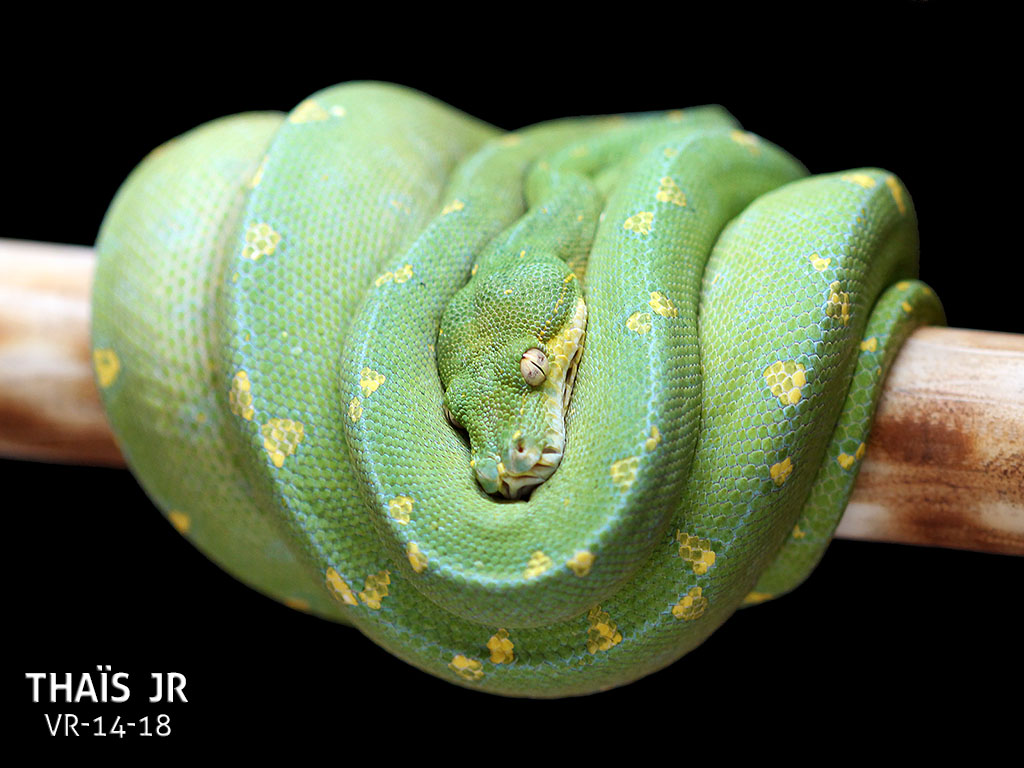 Green Tree Python Collection | ViridisPython