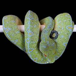 Green Tree Python Collection | ViridisPython
