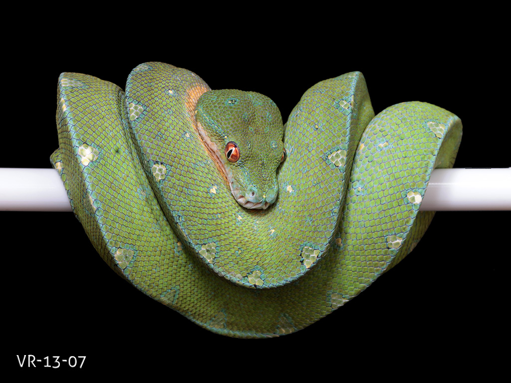 ViridisPython.com: 2013 Pure Cyclops Babies For Sale - Morelia Viridis