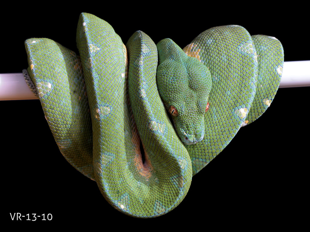 Manokwari Cyclops Green Tree Python for Sale | ViridisPython