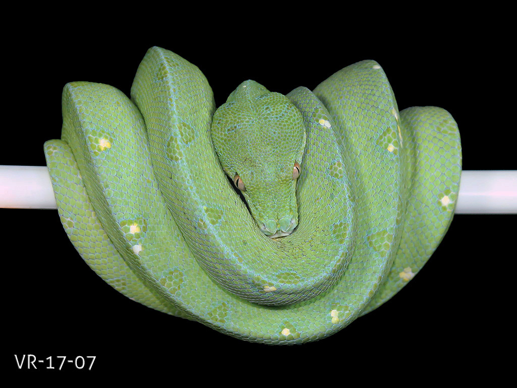 Manokwari Cyclops Green Tree Python for Sale | ViridisPython