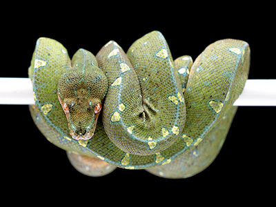 Green Tree Python For Sale From Breeder | ViridisPython