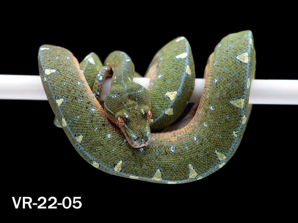 Manokwari Cyclops Green Tree Python for Sale | ViridisPython