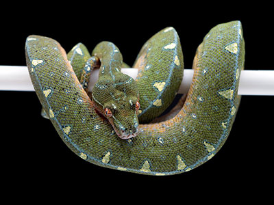Green Tree Python For Sale From Breeder | ViridisPython