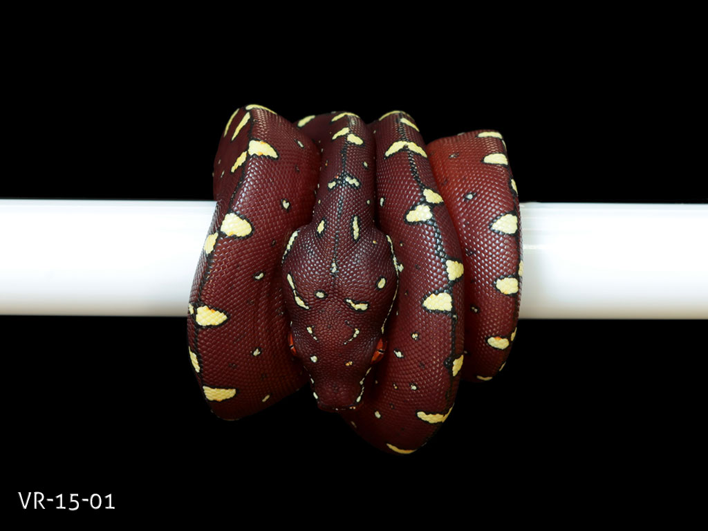 Green Tree Python Picture Gallery | ViridisPython