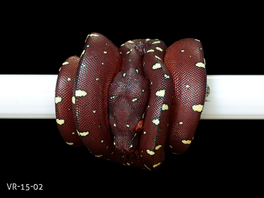 Green Tree Python Picture Gallery | ViridisPython