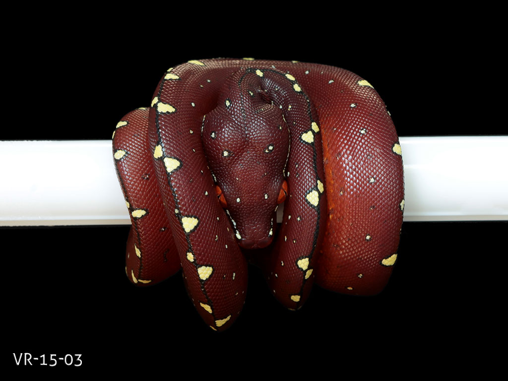 Green Tree Python Picture Gallery | ViridisPython