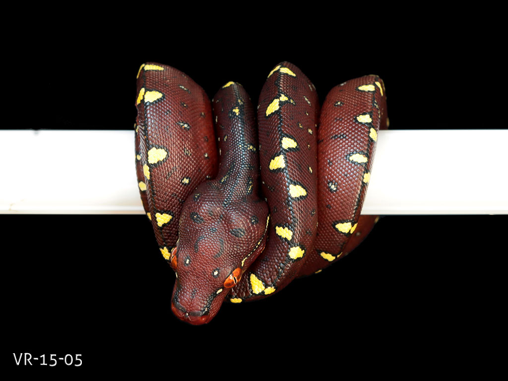 Green Tree Python Picture Gallery | ViridisPython