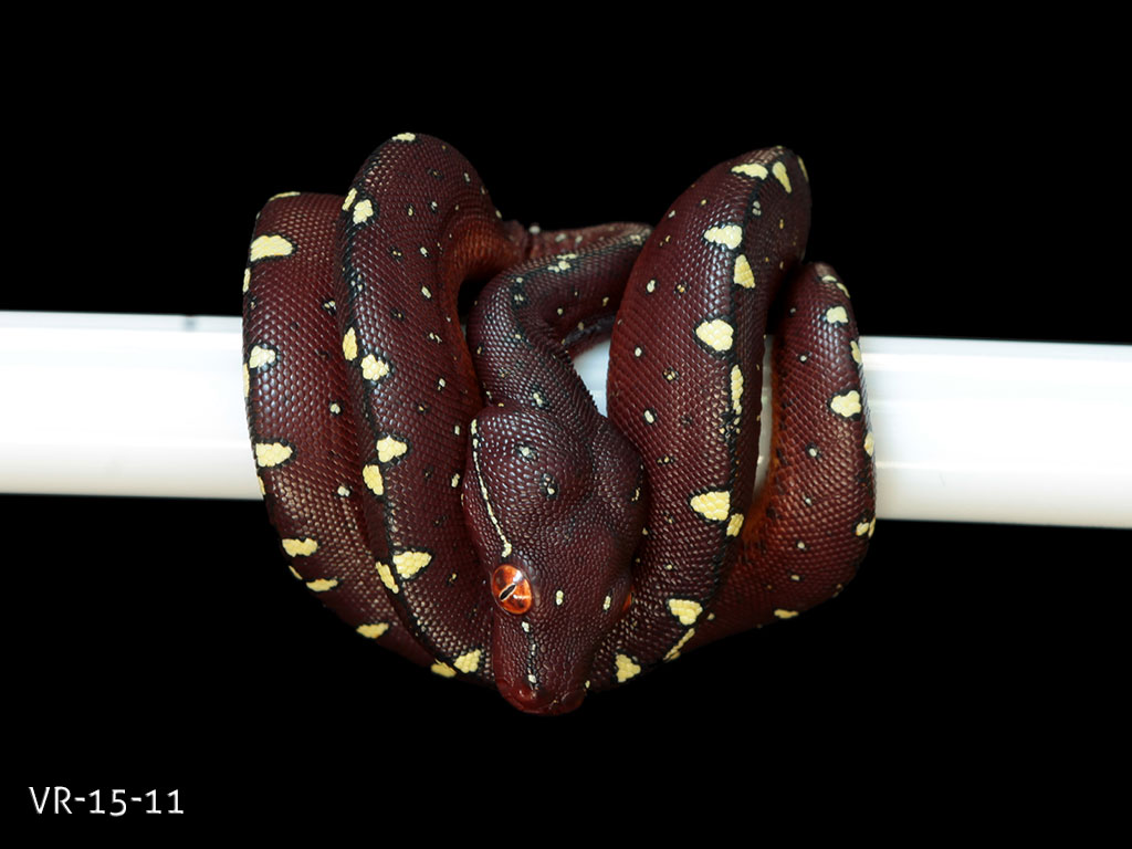 Green Tree Python Breeding Projects | ViridisPython