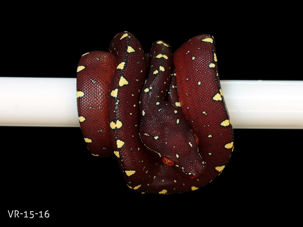 Green Tree Python Picture Gallery | ViridisPython