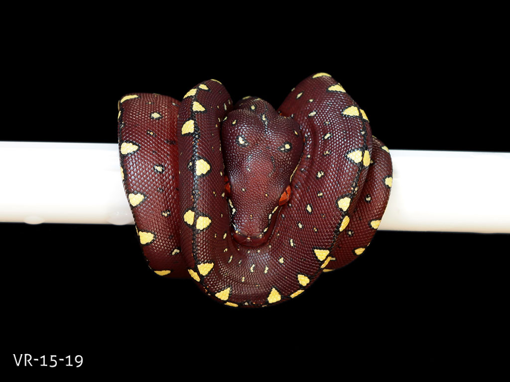 Green Tree Python Picture Gallery | ViridisPython