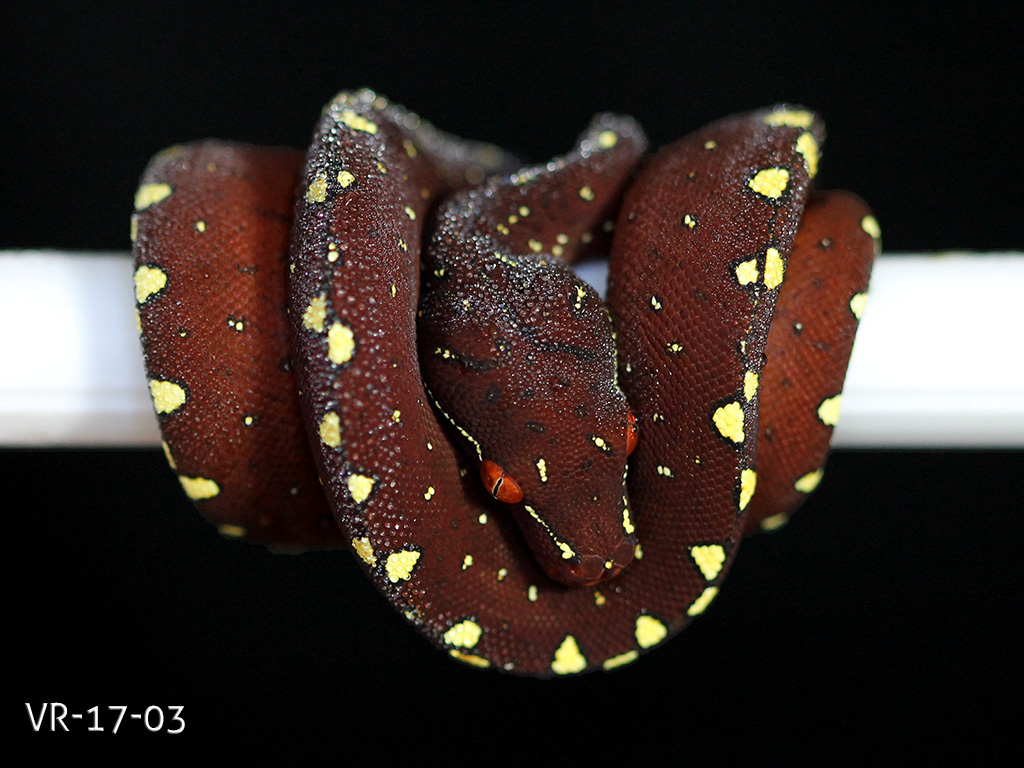 Green Tree Python Breeding Projects | ViridisPython