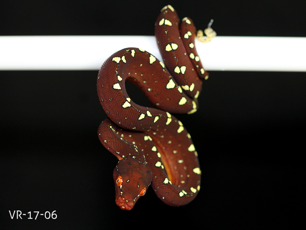 Green Tree Python Breeding Projects | ViridisPython