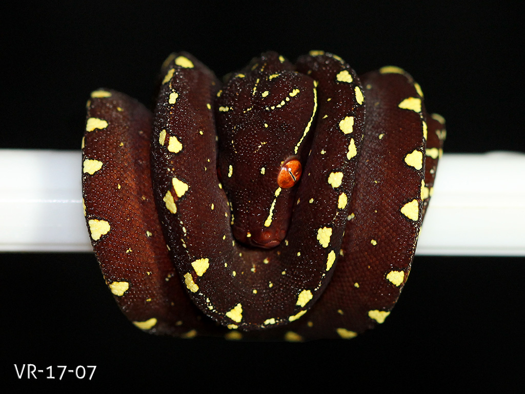Green Tree Python Breeding Projects | ViridisPython