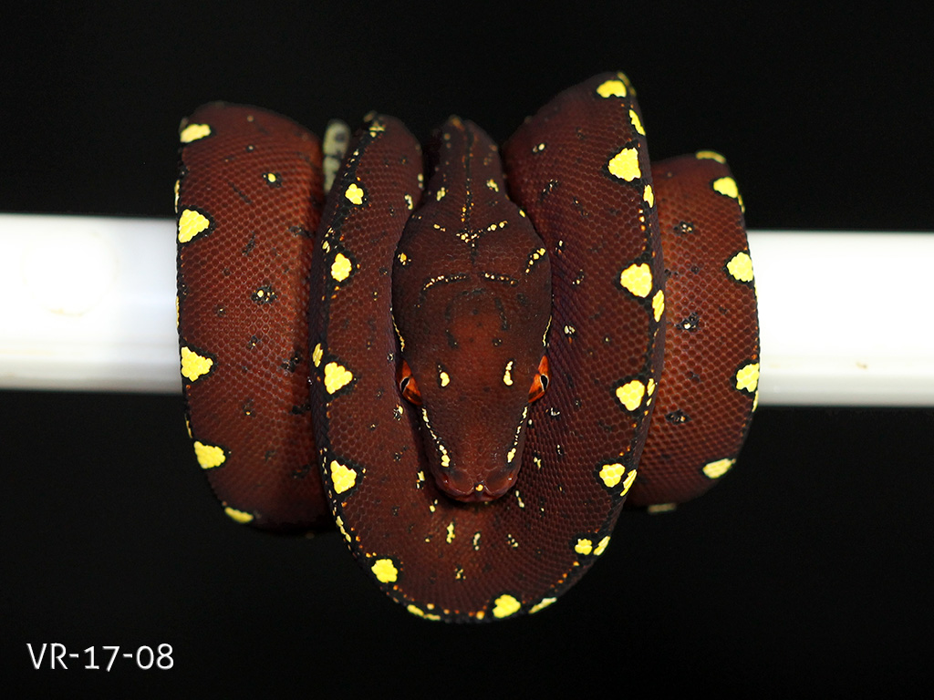 Green Tree Python Breeding Projects | ViridisPython