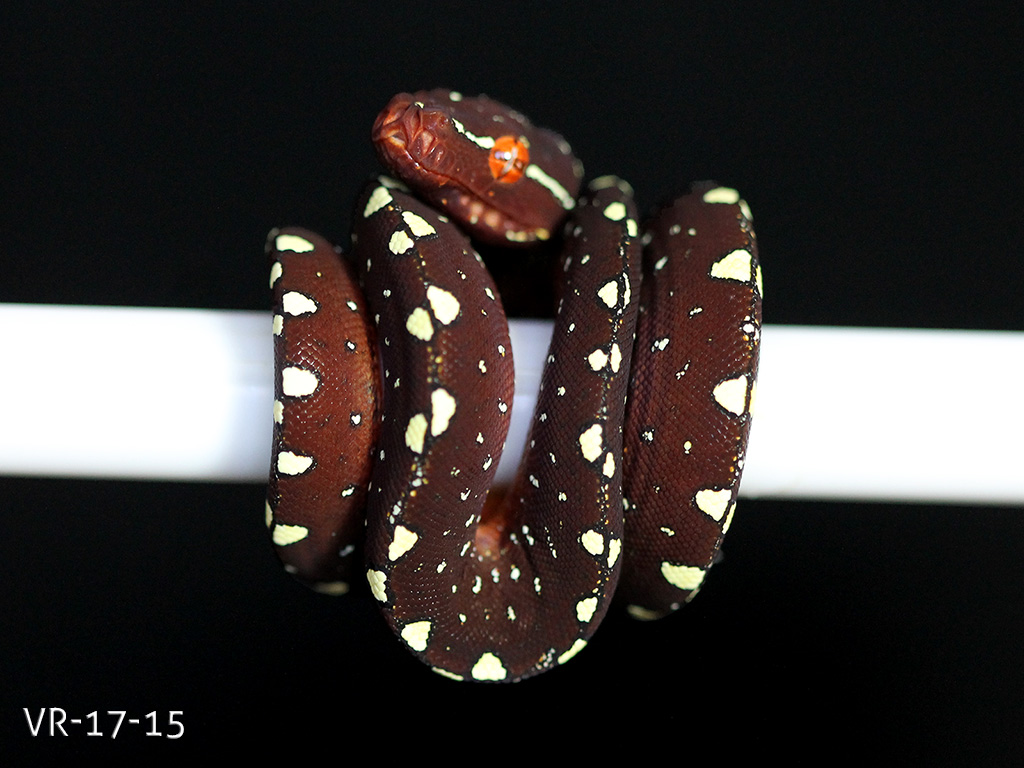 Green Tree Python Breeding Projects | ViridisPython