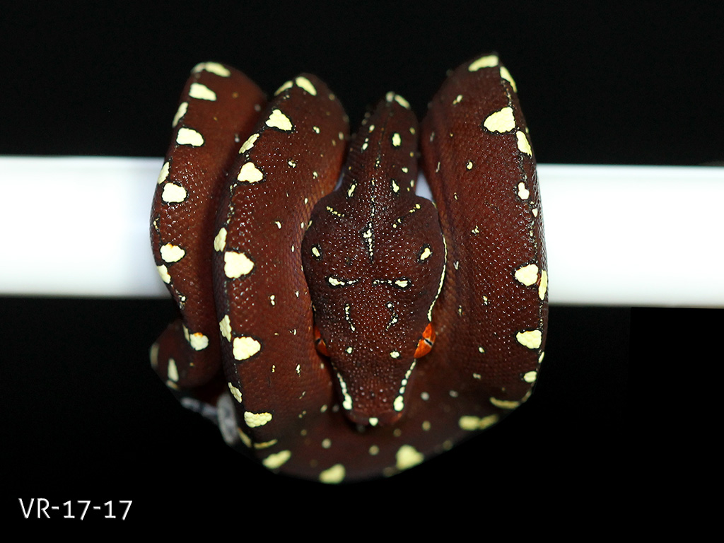 Green Tree Python Breeding Projects | ViridisPython