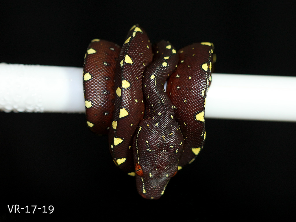 Green Tree Python Breeding Projects | ViridisPython