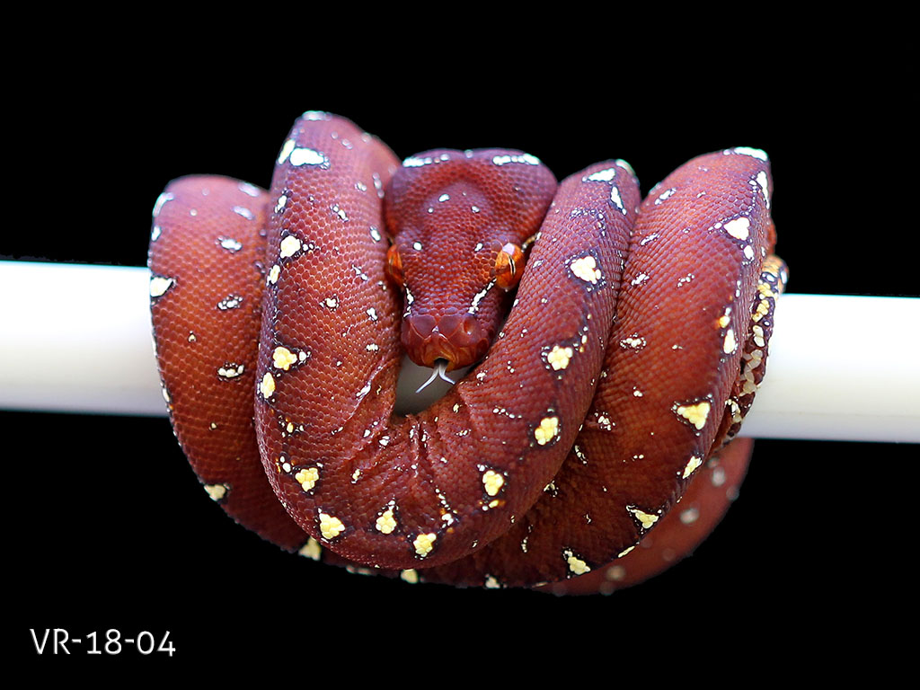 Green Tree Python Breeding Projects | ViridisPython