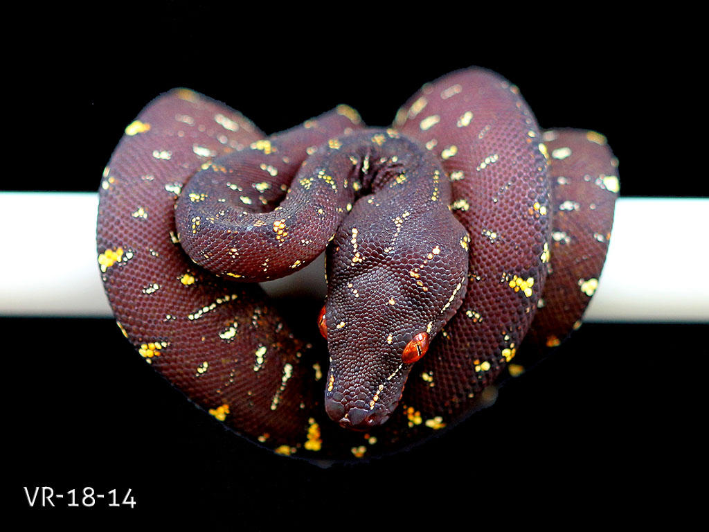 Green Tree Python Breeding Projects | ViridisPython