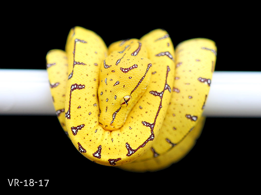 Green Tree Python Breeding Projects | ViridisPython