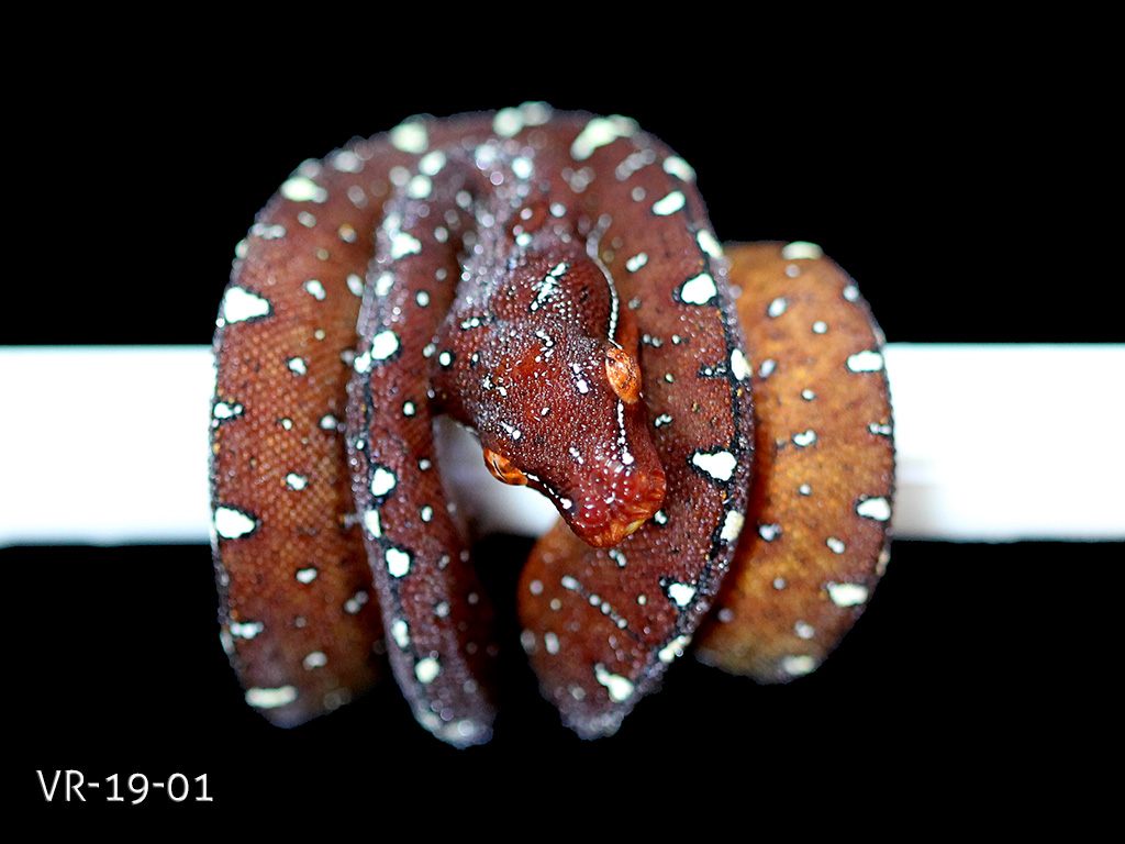 Green Tree Python Breeding Projects | ViridisPython