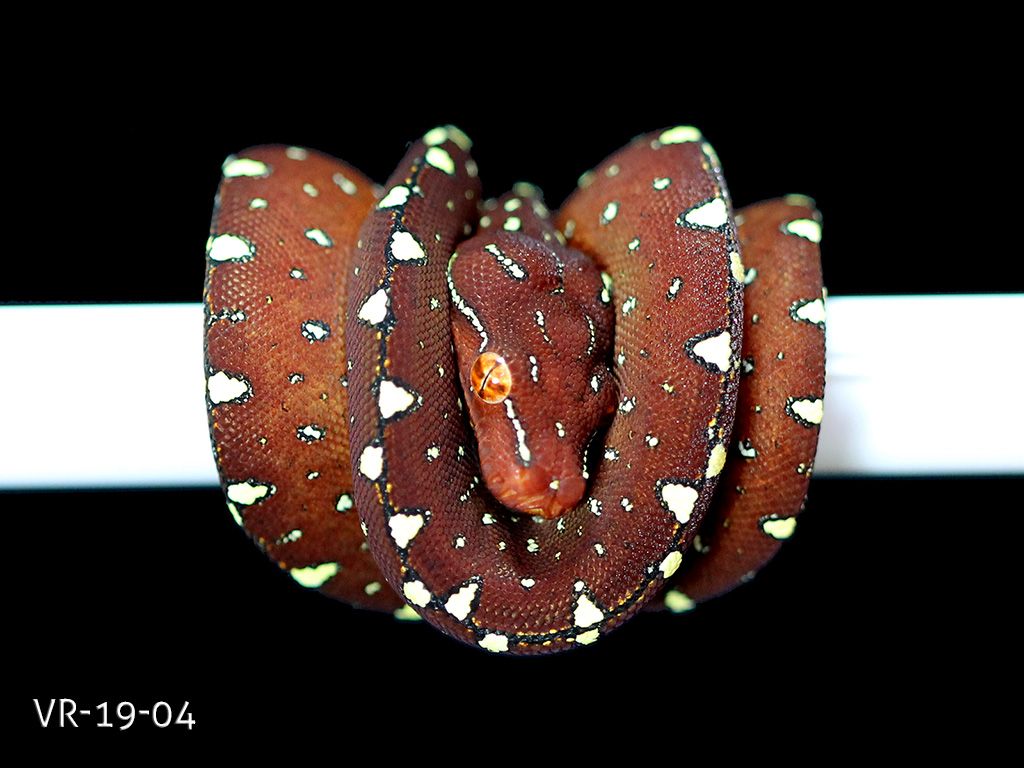 Green Tree Python Breeding Projects | ViridisPython
