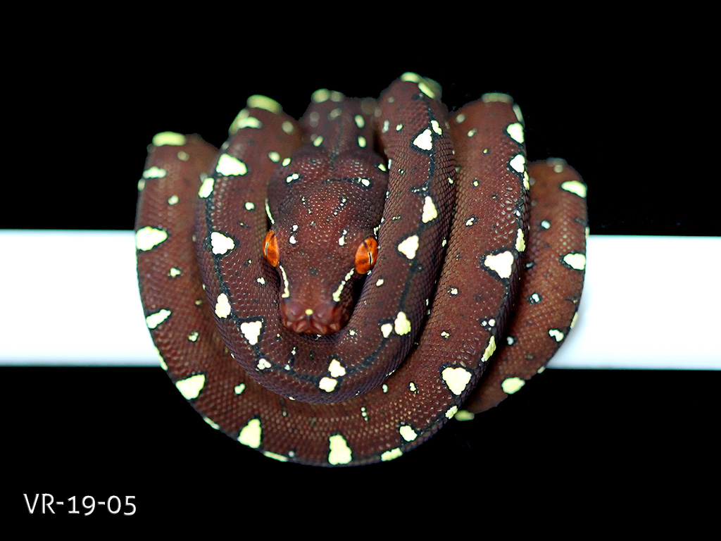 Green Tree Python Breeding Projects | ViridisPython