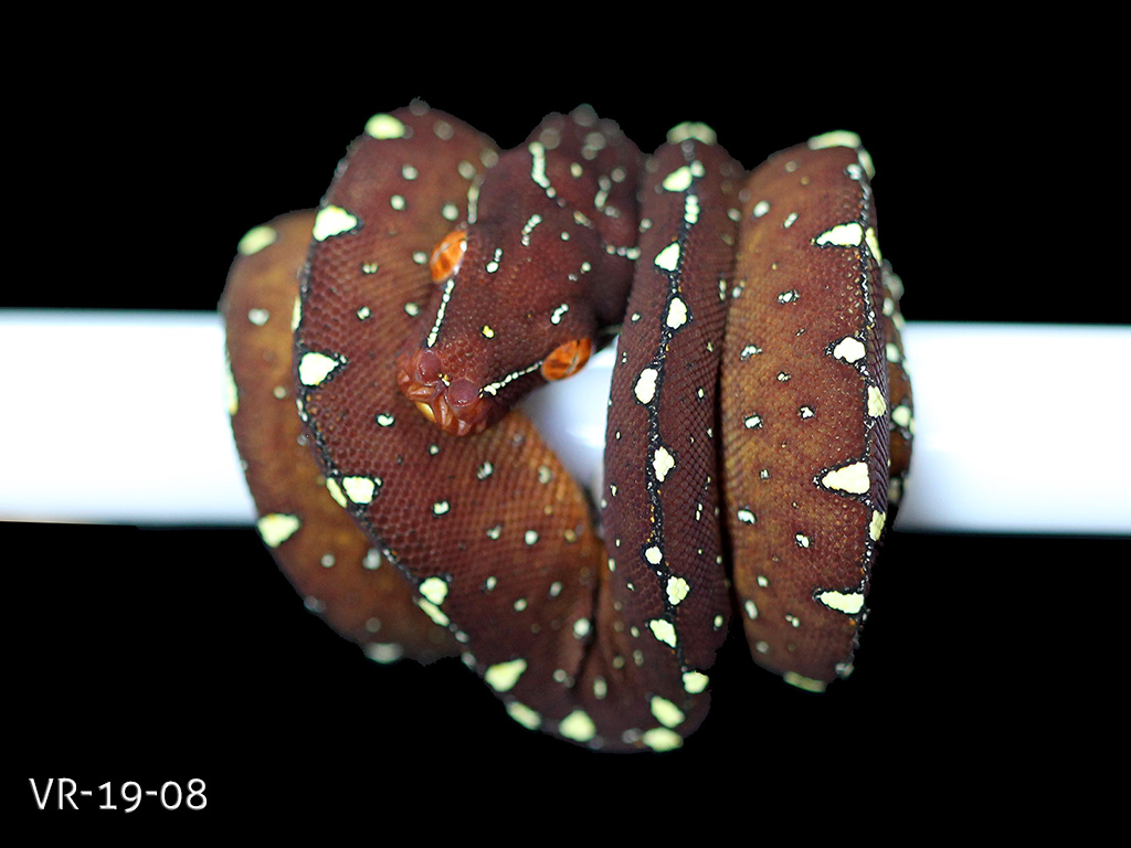 Green Tree Python Breeding Projects | ViridisPython