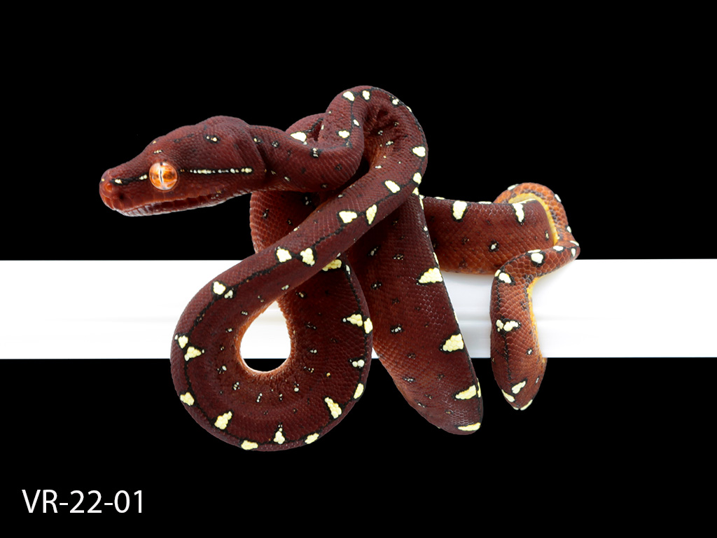 Green Tree Python Breeding Projects | ViridisPython