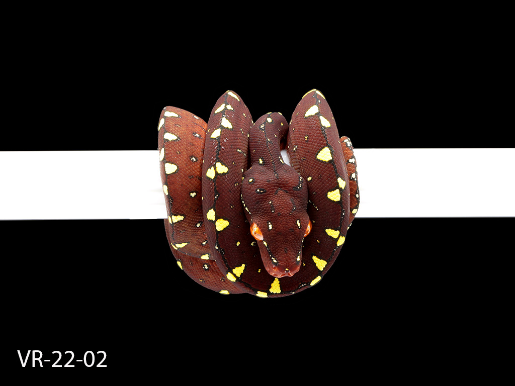 Green Tree Python Breeding Projects | ViridisPython