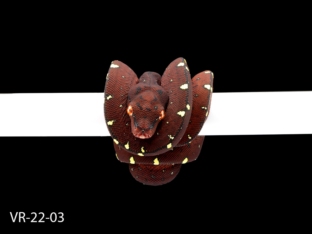 Green Tree Python Breeding Projects | ViridisPython