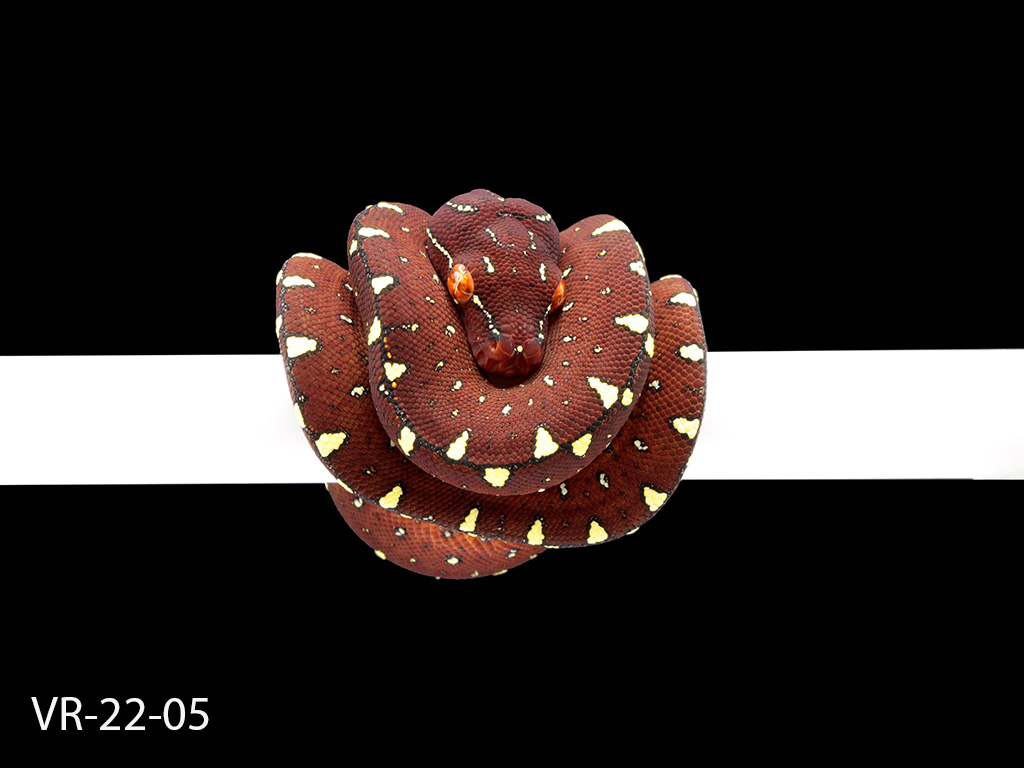 Green Tree Python Breeding Projects | ViridisPython