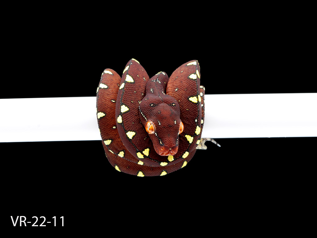 Green Tree Python Breeding Projects Viridispython 3602