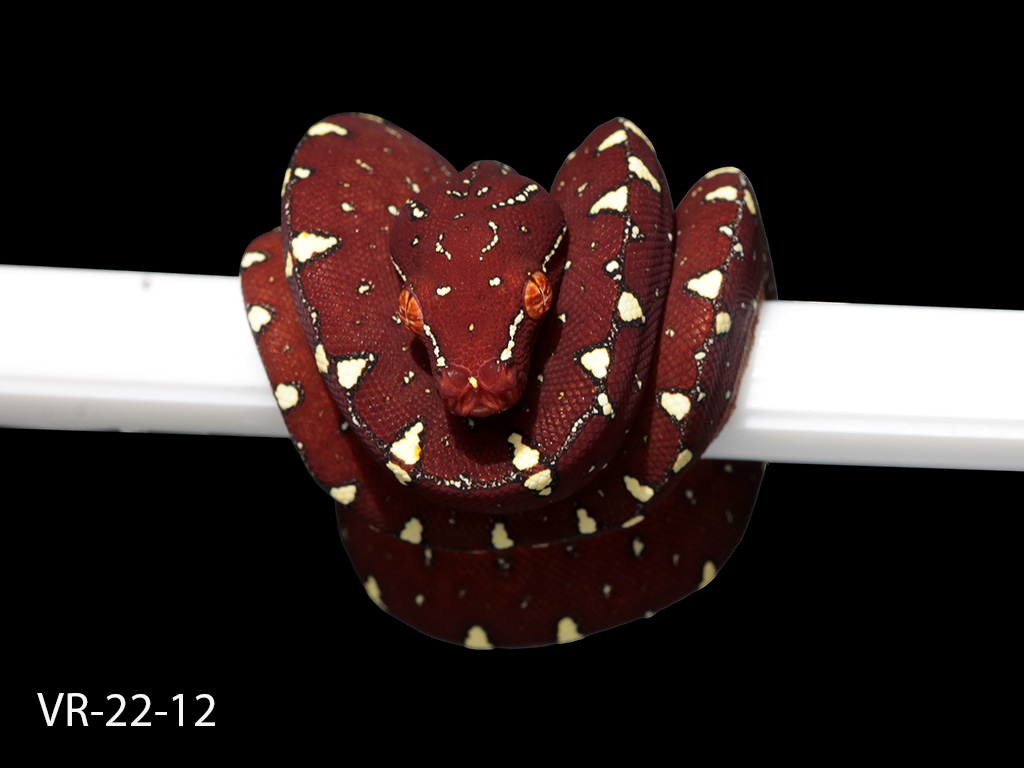 Green Tree Python Breeding Projects | ViridisPython