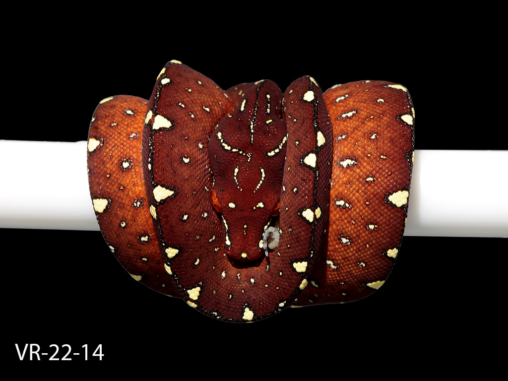 Green Tree Python Breeding Projects | ViridisPython