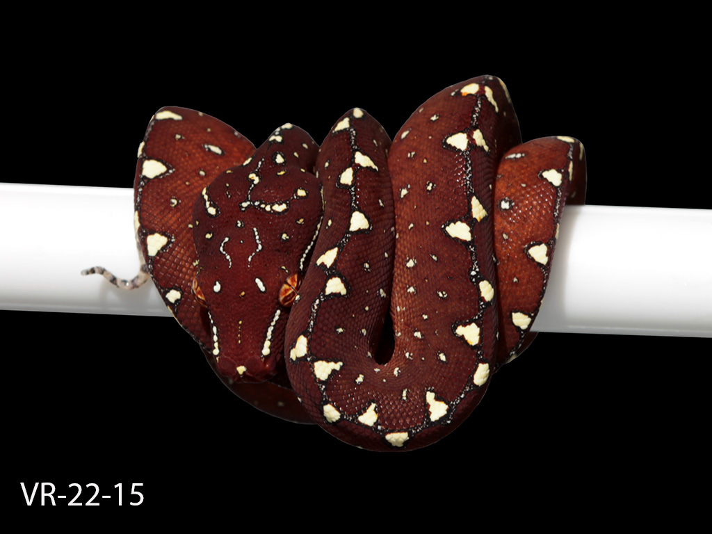 Green Tree Python Breeding Projects | ViridisPython