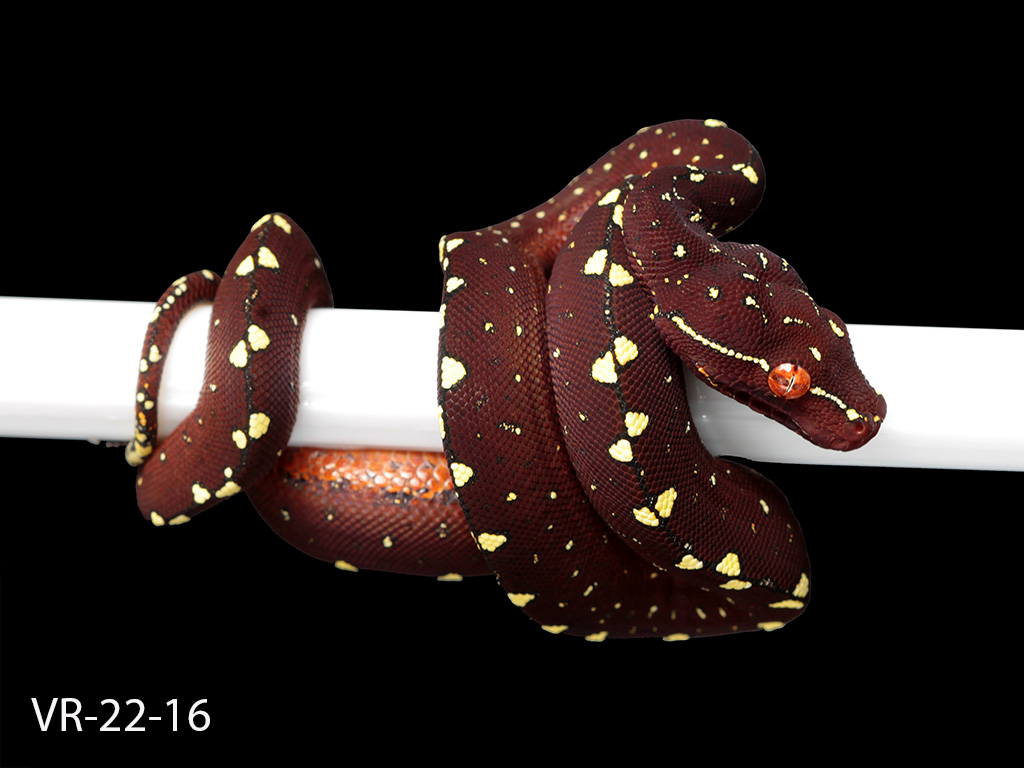 Green Tree Python Breeding Projects | ViridisPython