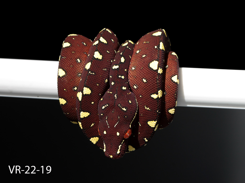 Green Tree Python Breeding Projects | ViridisPython