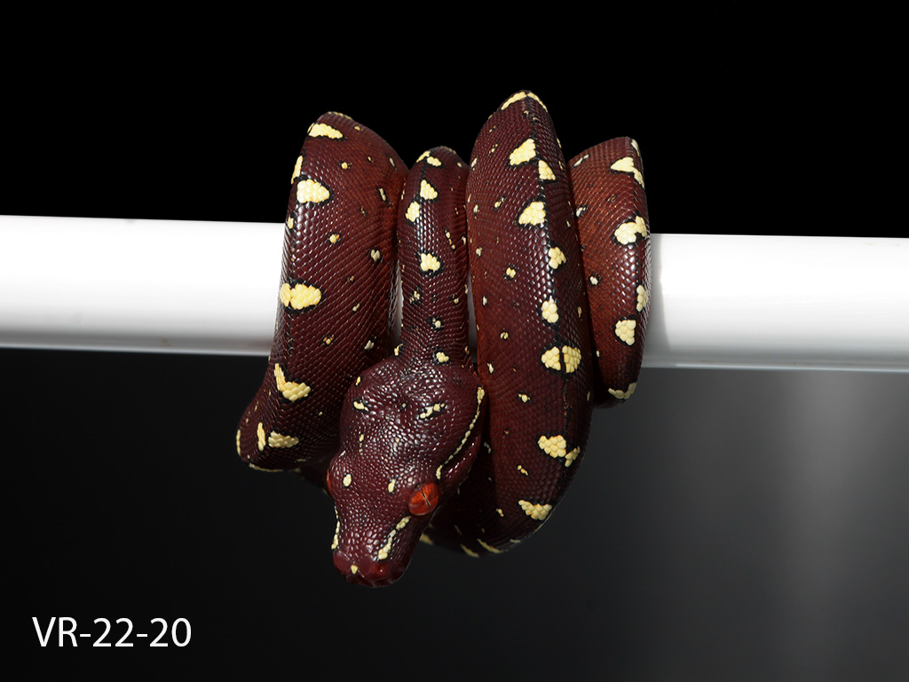 Green Tree Python Breeding Projects | ViridisPython