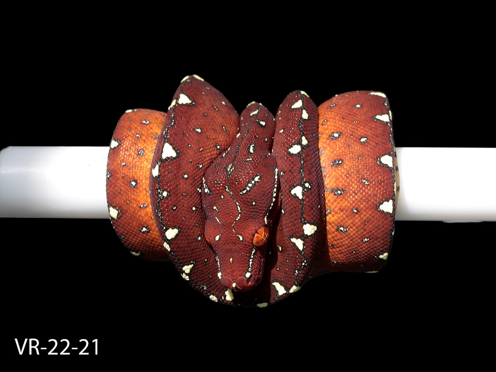 Green Tree Python Breeding Projects | ViridisPython