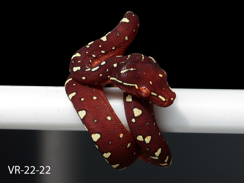 Green Tree Python Breeding Projects | ViridisPython