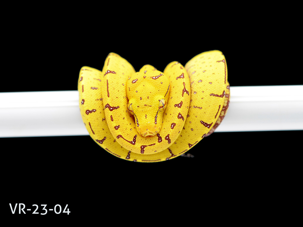 Green Tree Python Breeding Projects | ViridisPython