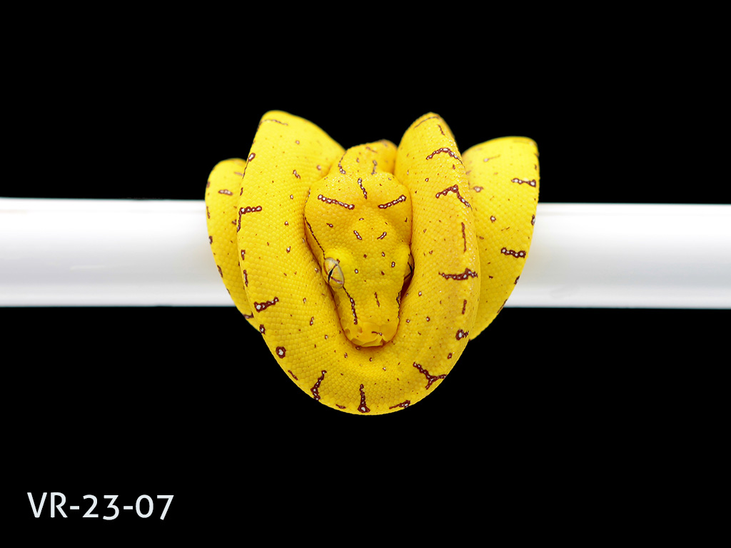 Green Tree Python Breeding Projects | ViridisPython