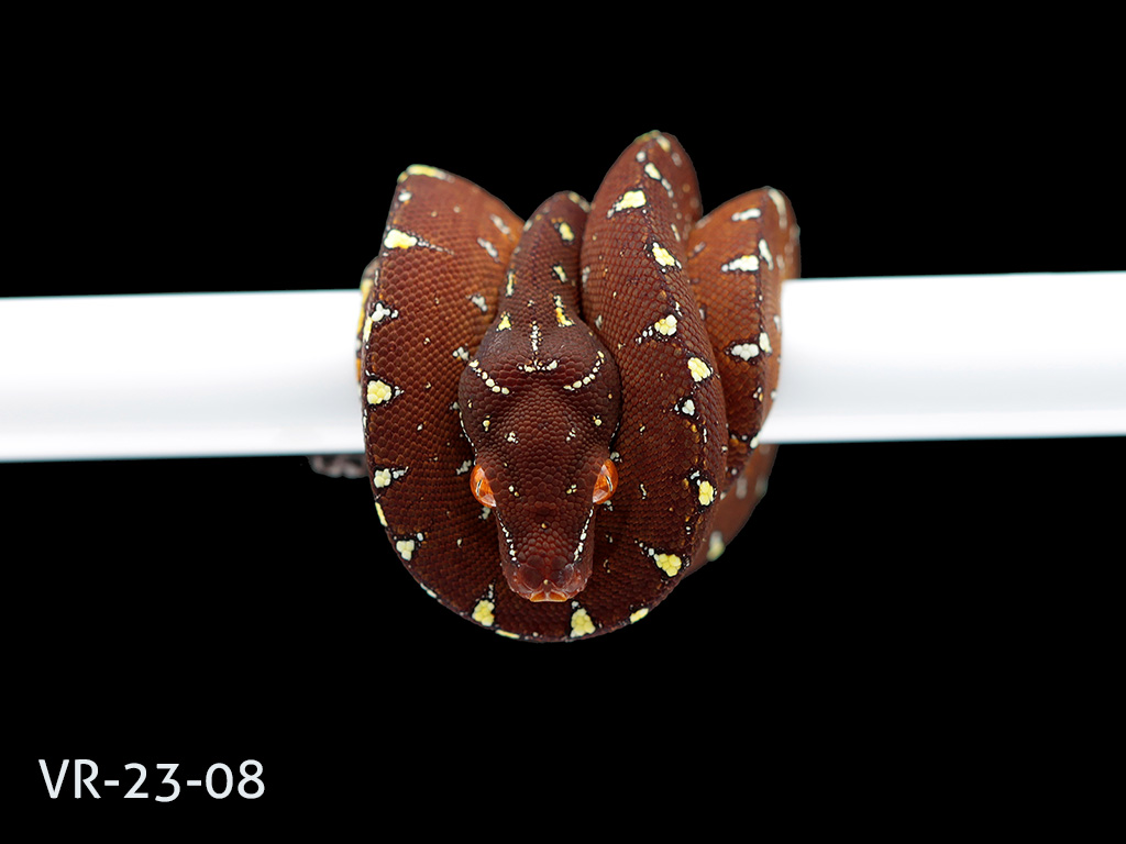 Green Tree Python Breeding Projects | ViridisPython