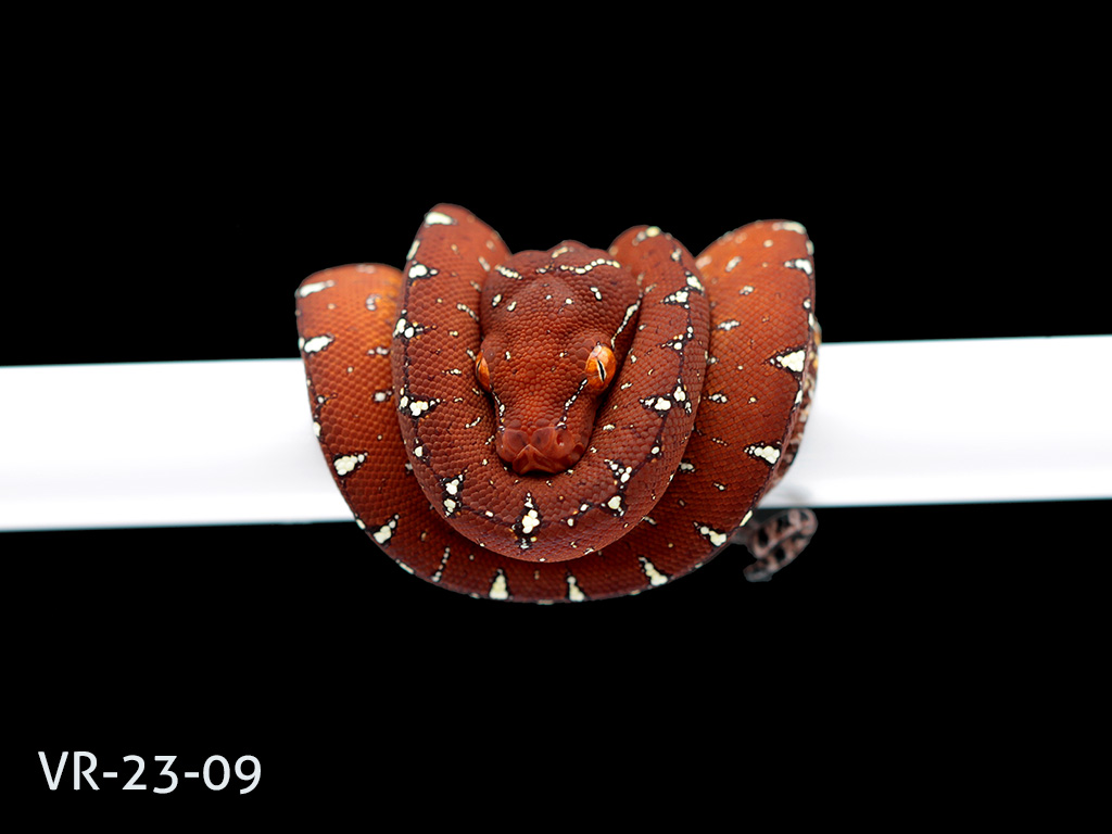 Green Tree Python Breeding Projects | ViridisPython