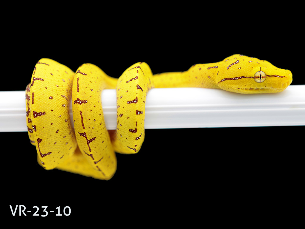 Green Tree Python Breeding Projects | ViridisPython